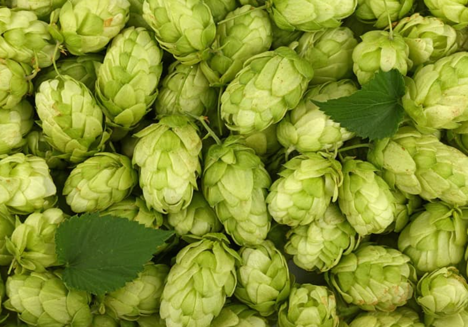 Best Hops Alternatives for Sleeping – Pulsetto ES